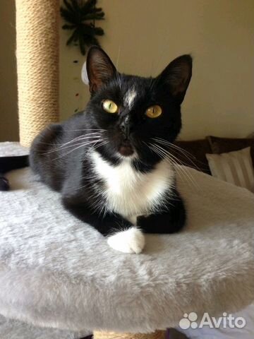 Кошка с белой звездочкой