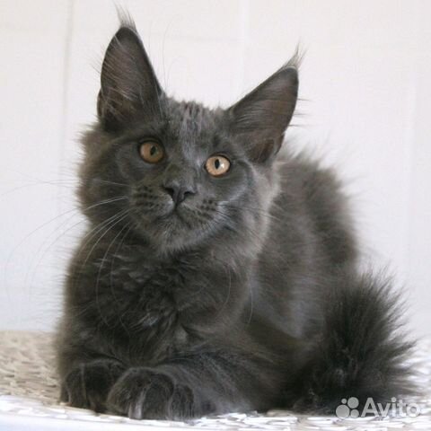 Котёнок мейн-кун с документами