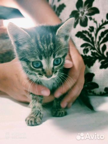 Лечебные котята