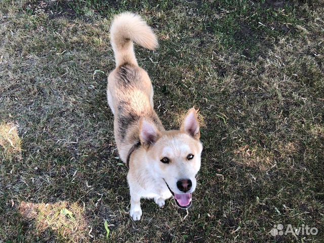 Найден метис хаски. ищет старых И новых хозяев