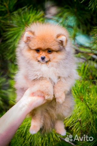 Пушистые очаровашки