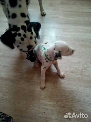 Щенок далматина