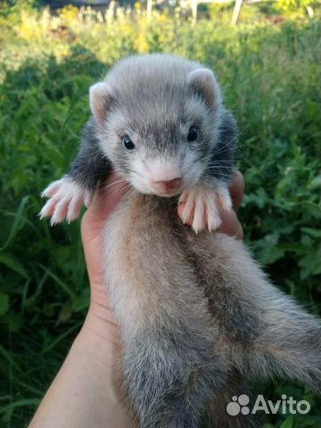 Щенки хорька
