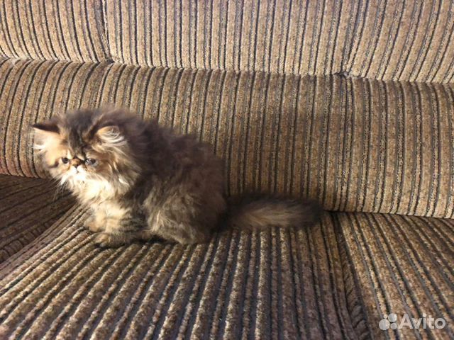 Персидские котята