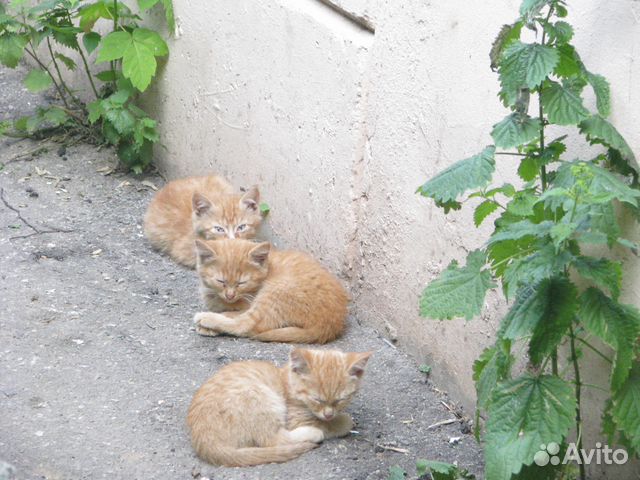 Приютить котят