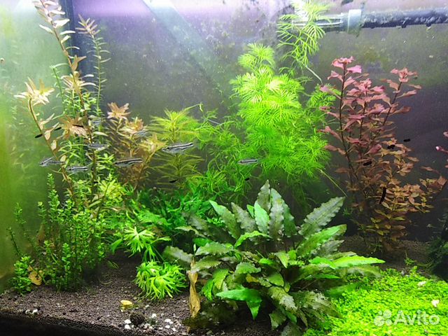 Сомики пигмеи