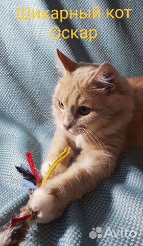 Котик в ответственные руки