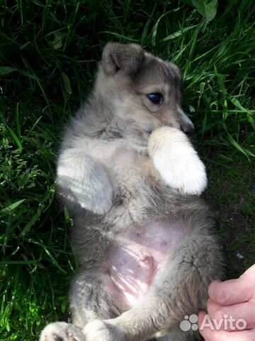 Щенок, игривый, умный, мальчик