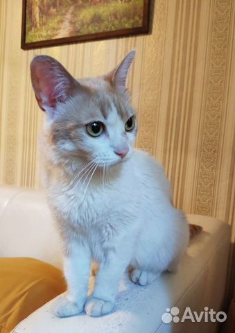 Кошка Нюся в добрые руки