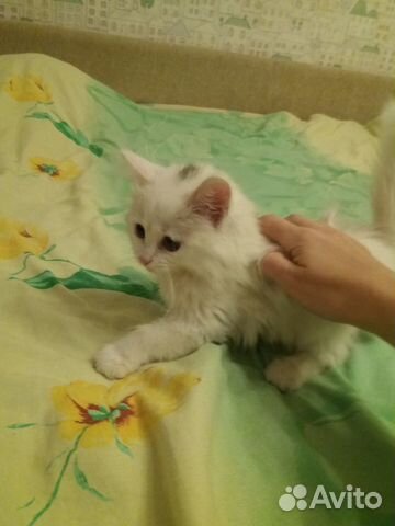 Найден белый котёнок