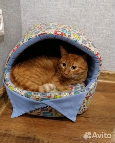 Рыжий котик Санни ищет дом