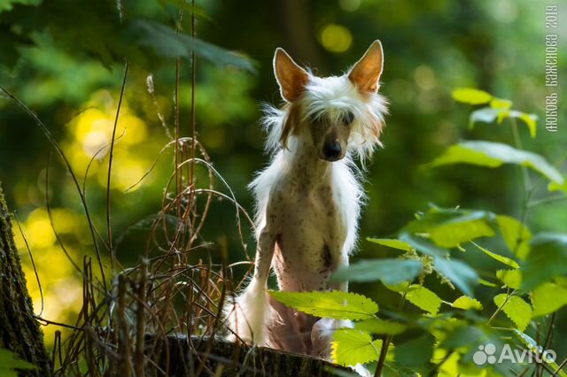 Продаётся голый кобель кхс