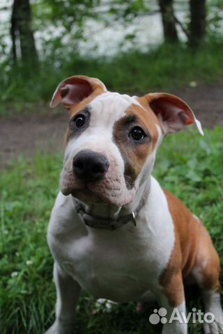 Щенок кобель стаффордширский терьер