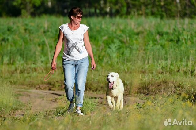 Алабаи девочки, дети Чемпионов