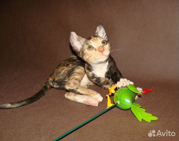 Красна девица уральский рекс