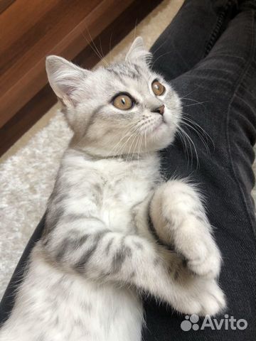 Шотландский котёнок. Большеглазая красавица