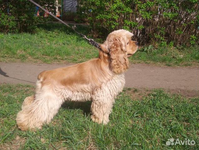 А американский кокер-спаниель