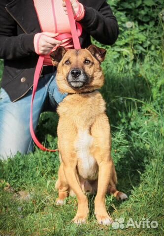 Милый Фантик 3 года 30 см 6-7 кг