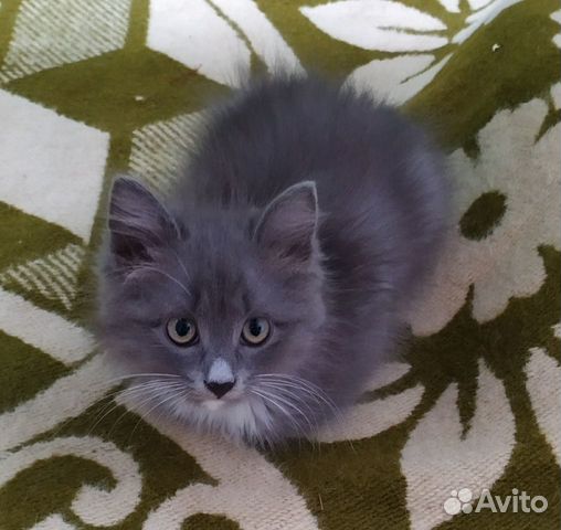 Мышка-малышка