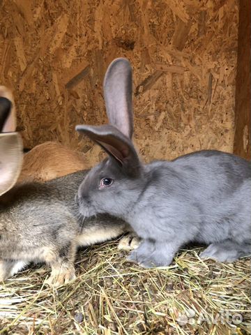 Самка чистопородная голубая(резин)