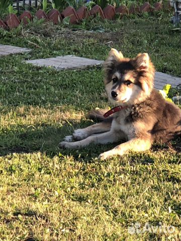 Бусинка(Буся)