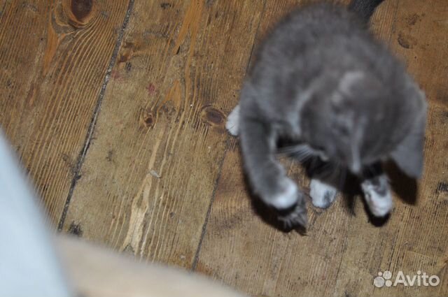 Супер милые котята