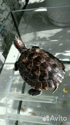 Черепаха