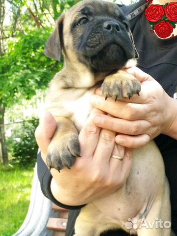 Девочка Ка де бо(очаровашка)