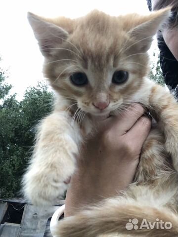 Милые котятки ищут семью