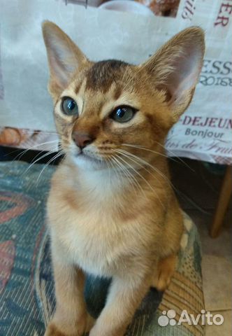 Котята абиссинцы