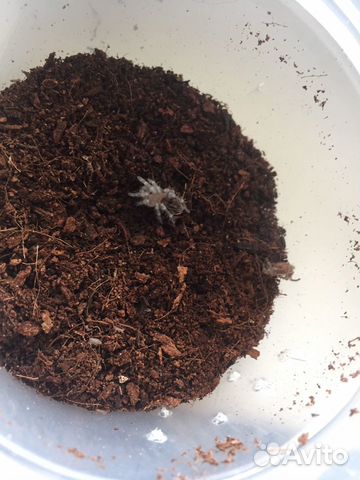 Паук птицеед (Acanthoscurria geniculata)
