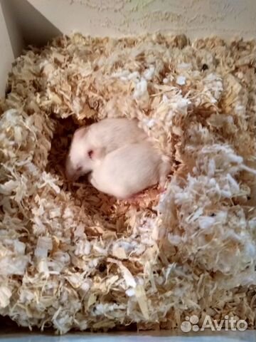 Белые мыши в хорошие руки