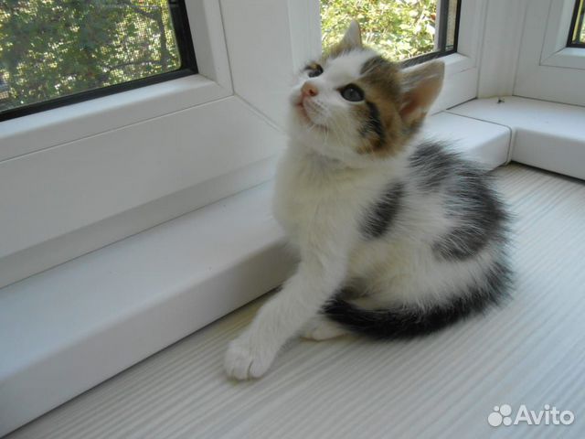 Котенок-мальчик