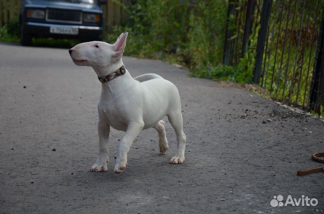 Щенок бультерьера стандартного