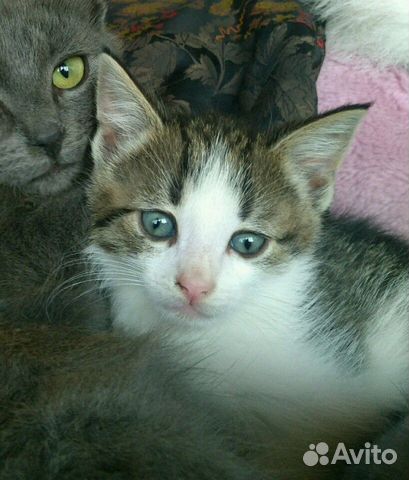 Котенок белочка ищет себе хозяев