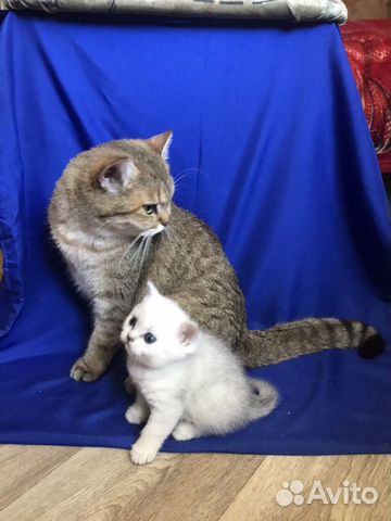 Продаю британскую кошечку