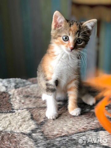 Котёнок мариса