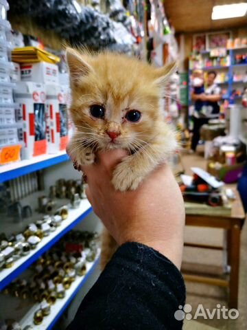 Рыжий котенок Евгений