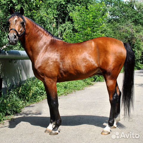 Арабский жеребец