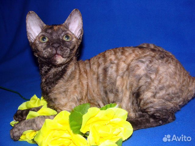 Ласковость и нежность нет шерсти в доме