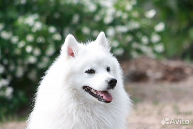Японский шпиц ищет невесту