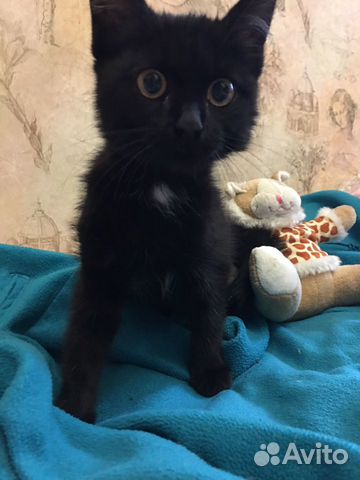 Крошечка ищет дом