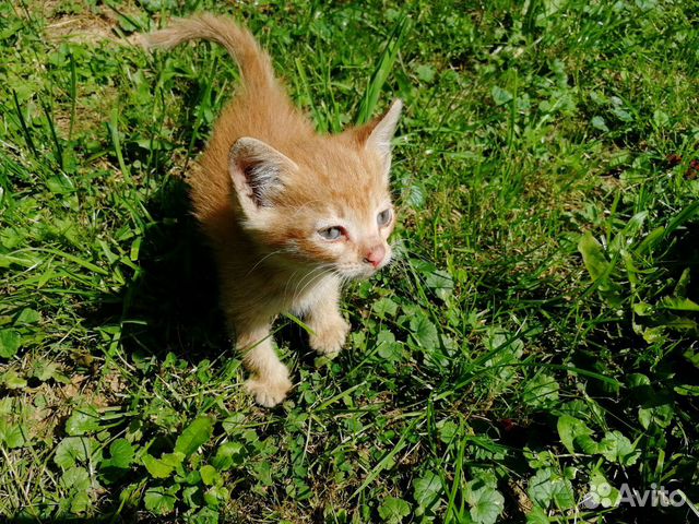 Отдам котенка