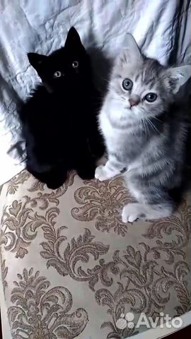 Шотландские котята