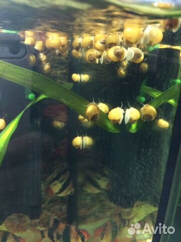 Улитки Ампулярии