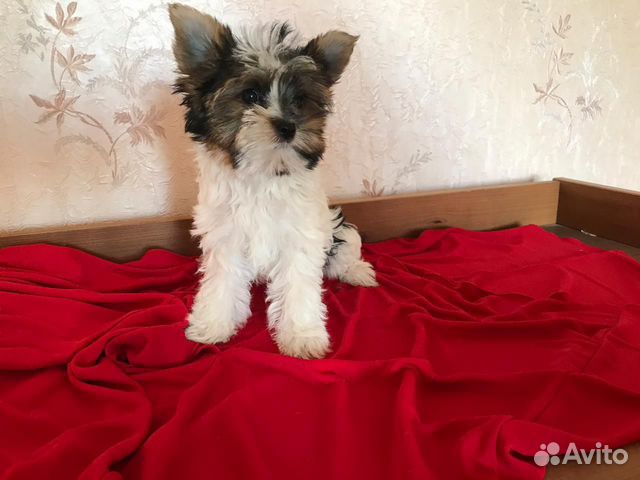 Щенки биверйорка