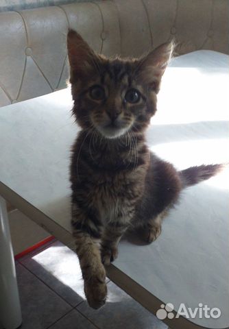 Шикарного Маркиза в дар