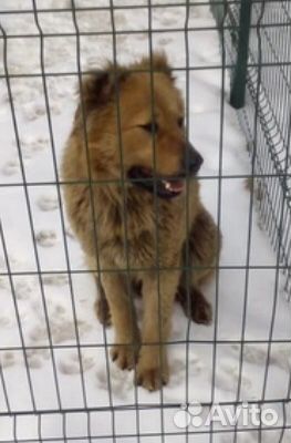 Среднеазиатская овчарка близкий метис в добрые рук
