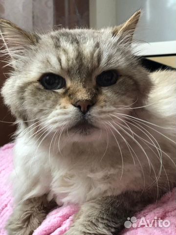 Котик в добрые руки