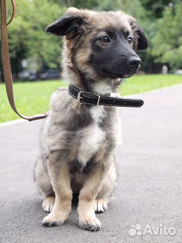 Плюшка ищет дом